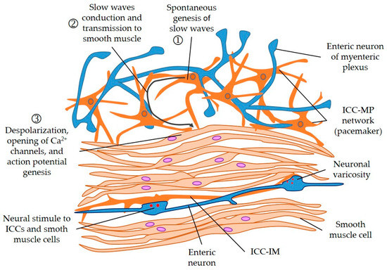 Interstitial Cells of Cajal and Enteric Nervous System in ...