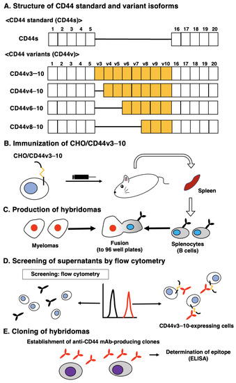 A Novel Anti-CD44 Variant 9 Monoclonal Antibody C44Mab-1 Was Developed ...
