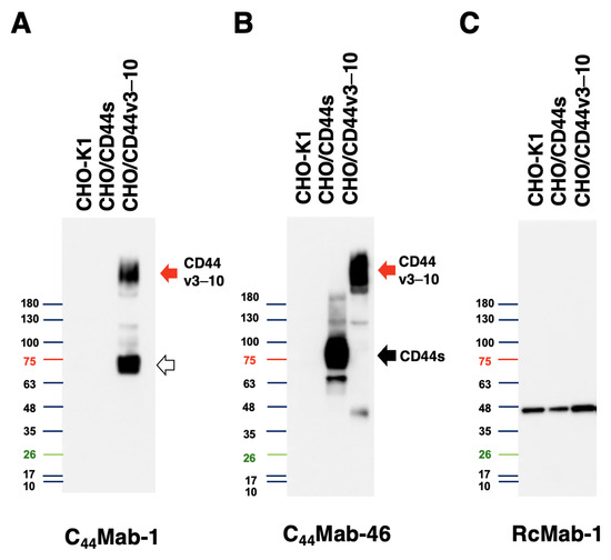 A Novel Anti-CD44 Variant 9 Monoclonal Antibody C44Mab-1 Was Developed ...