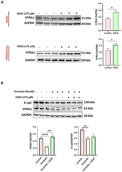 HTRA1 in Placental Cell Models: A Possible Role in Preeclampsia