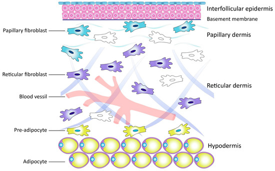 Dermal Fibroblasts as the Main Target for Skin Anti-Age Correction ...