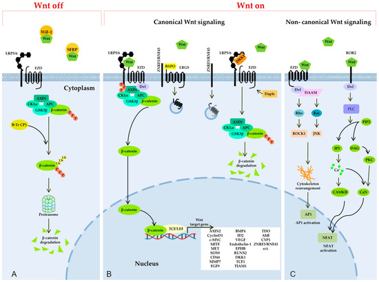 AhR and Wnt/β-Catenin Signaling Pathways and Their Interplay
