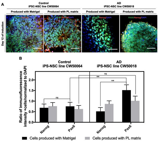 Neural Differentiation of Induced Pluripotent Stem Cells for a ...