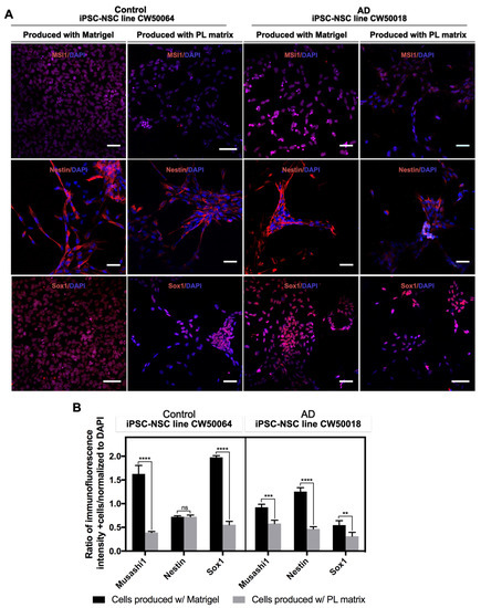 Neural Differentiation of Induced Pluripotent Stem Cells for a ...