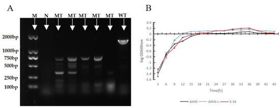Characterization of a Bacillus subtilis S-16 Thiazole-Synthesis-Related ...
