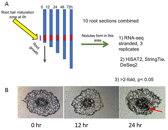 A Medicago truncatula Autoregulation of Nodulation Mutant Transcriptome ...