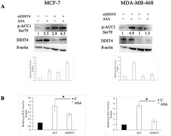 DDIT4 Downregulation by siRNA Approach Increases the Activity of ...