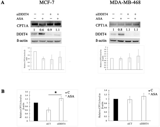 DDIT4 Downregulation by siRNA Approach Increases the Activity of ...