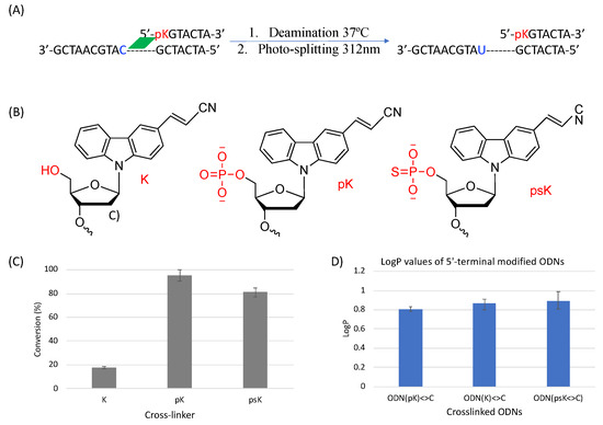 Acceleration of the Deamination of Cytosine through Photo-Crosslinking