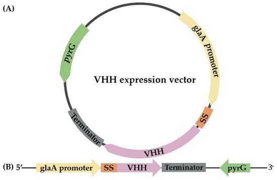 Large-Scale Production of Anti-RNase A VHH Expressed in pyrG ...