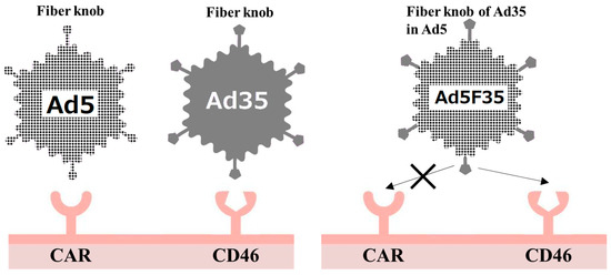 Adenovirus as a Vector and Oncolytic Virus