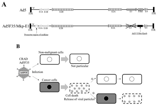 Adenovirus as a Vector and Oncolytic Virus