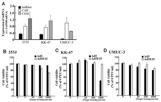 Adenovirus as a Vector and Oncolytic Virus