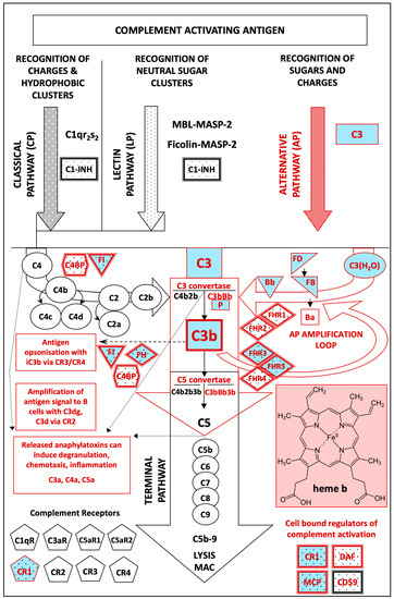 Heme Interactions as Regulators of the Alternative Pathway Complement ...