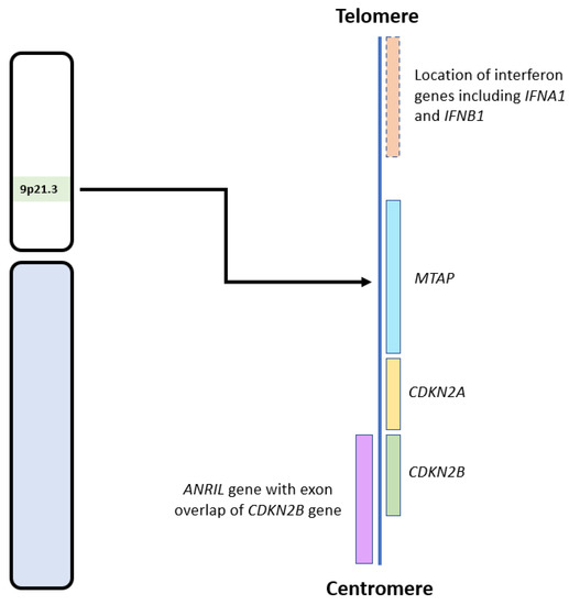 CDKN2A/B Homozygous Deletions in Astrocytomas: A Literature Review