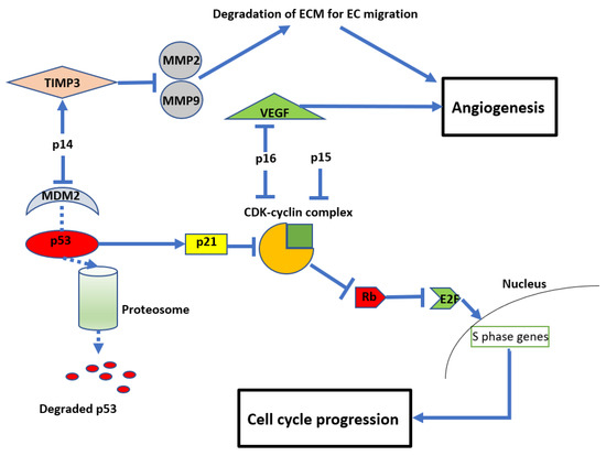 CDKN2A/B Homozygous Deletions in Astrocytomas: A Literature Review