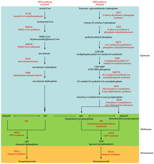 CIMB | Free Full-Text | Aromatic Terpenes and Their Biosynthesis in ...