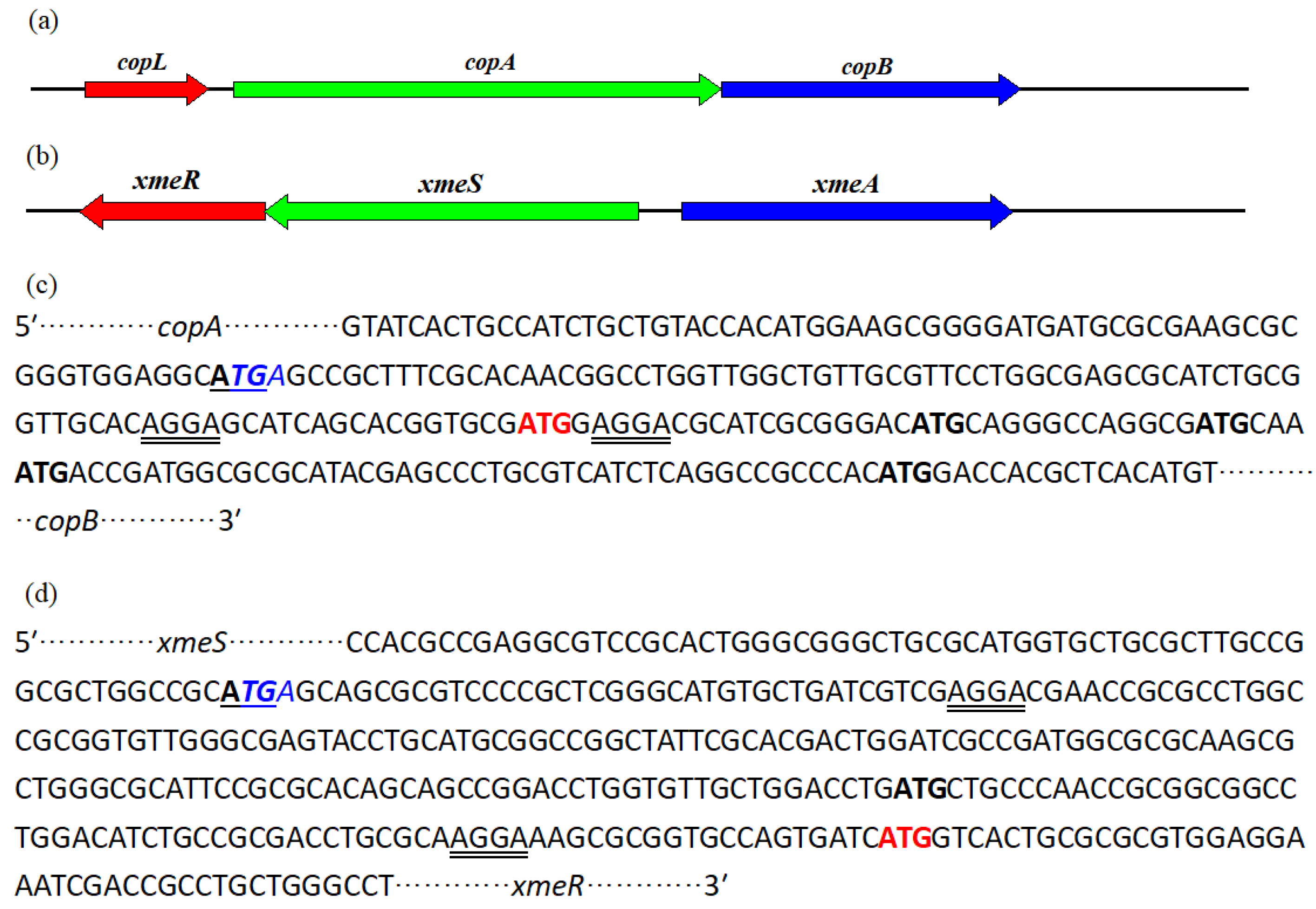 Multilocus Sequence Analysis and Detection of Copper Ion Resistance of ...