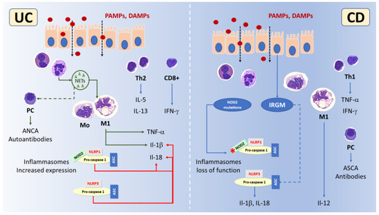 Inflammation, Autoinflammation and Autoimmunity in Inflammatory Bowel ...