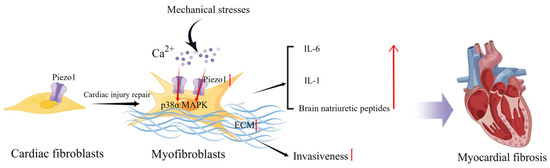 The Role of the Piezo1 Mechanosensitive Channel in Heart Failure