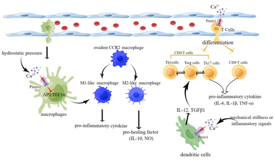 The Role of the Piezo1 Mechanosensitive Channel in Heart Failure