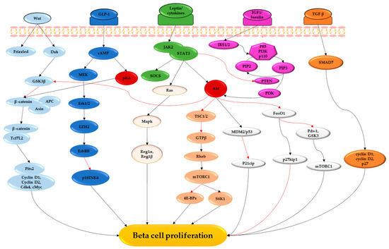 Regeneration of Pancreatic Beta Cells by Modulation of Molecular ...