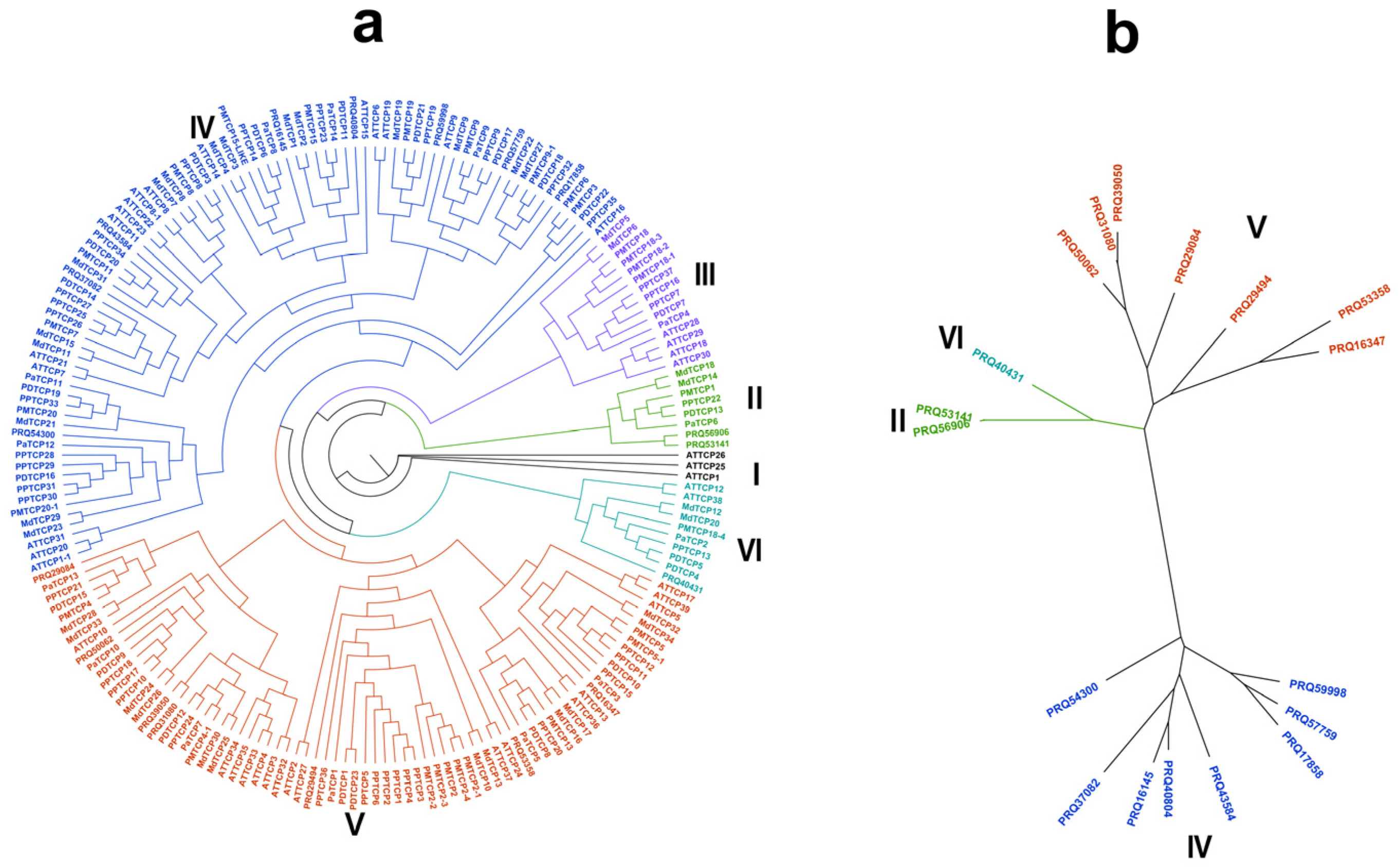Genome-Wide Analysis of TCP Transcription Factors and Their Expression ...