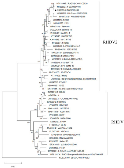 Diagnosis of a Rabbit Hemorrhagic Disease Virus 2 (RHDV2) and the ...