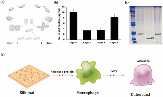 Relevant Properties and Potential Applications of Sericin in Bone Regeneration