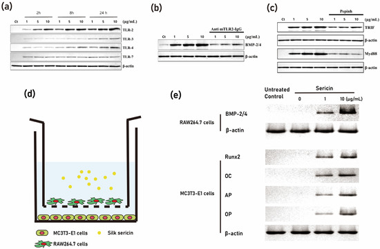 Relevant Properties and Potential Applications of Sericin in Bone Regeneration