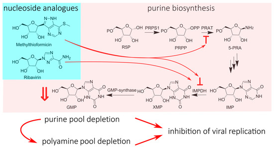 Recent Advances in Molecular Mechanisms of Nucleoside Antivirals