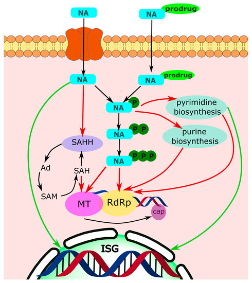 Recent Advances in Molecular Mechanisms of Nucleoside Antivirals
