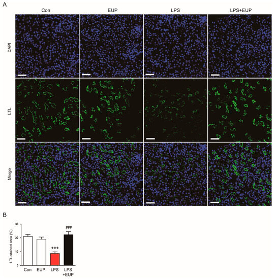 Eupatilin Ameliorates Lipopolysaccharide-Induced Acute Kidney Injury by ...
