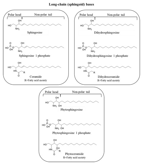 The Sphingolipid-Signaling Pathway as a Modulator of Infection by SARS ...