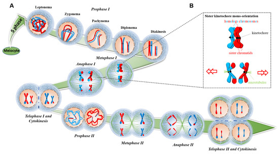Exploring Plant Meiosis: Insights from the Kinetochore Perspective