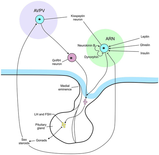 Changes of Signaling Pathways in Hypothalamic Neurons with Aging