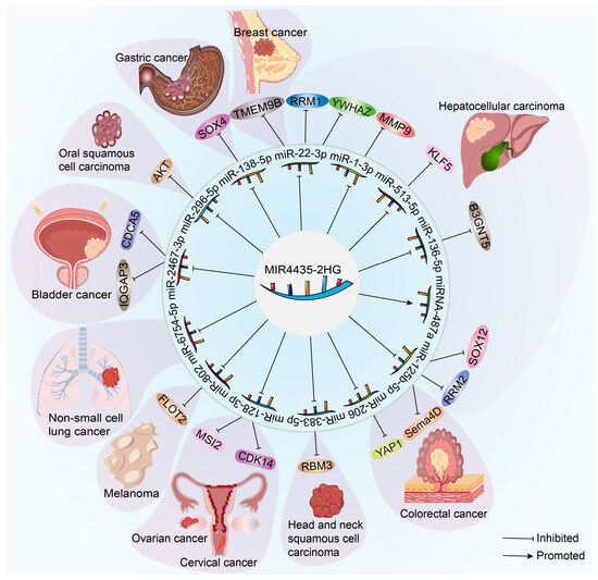 Biological Roles and Pathogenic Mechanisms of LncRNA MIR4435-2HG in ...