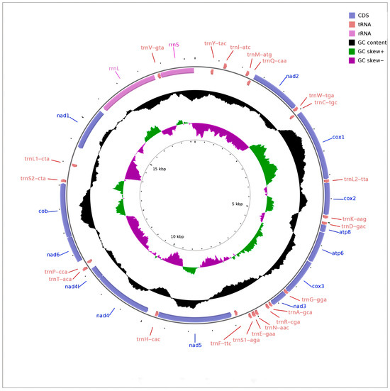 CIMB | Free Full-Text | Characterization of Complete Mitochondrial ...