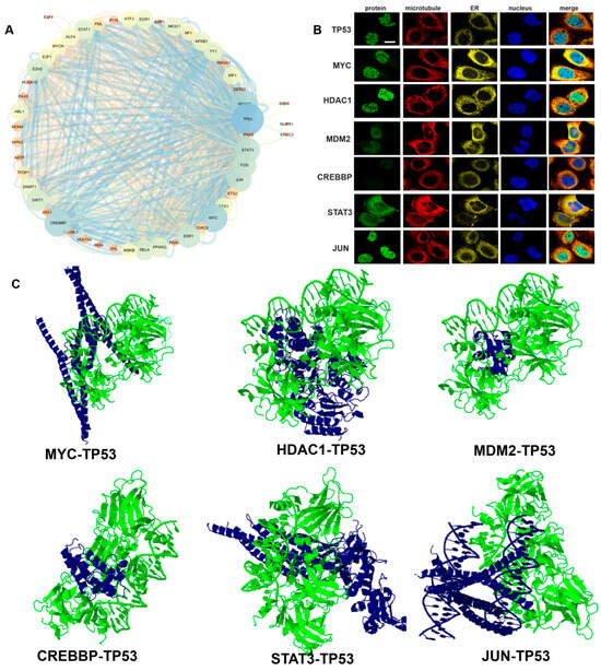 Integrative Analysis of the Role of TP53 in Human Pan-Cancer