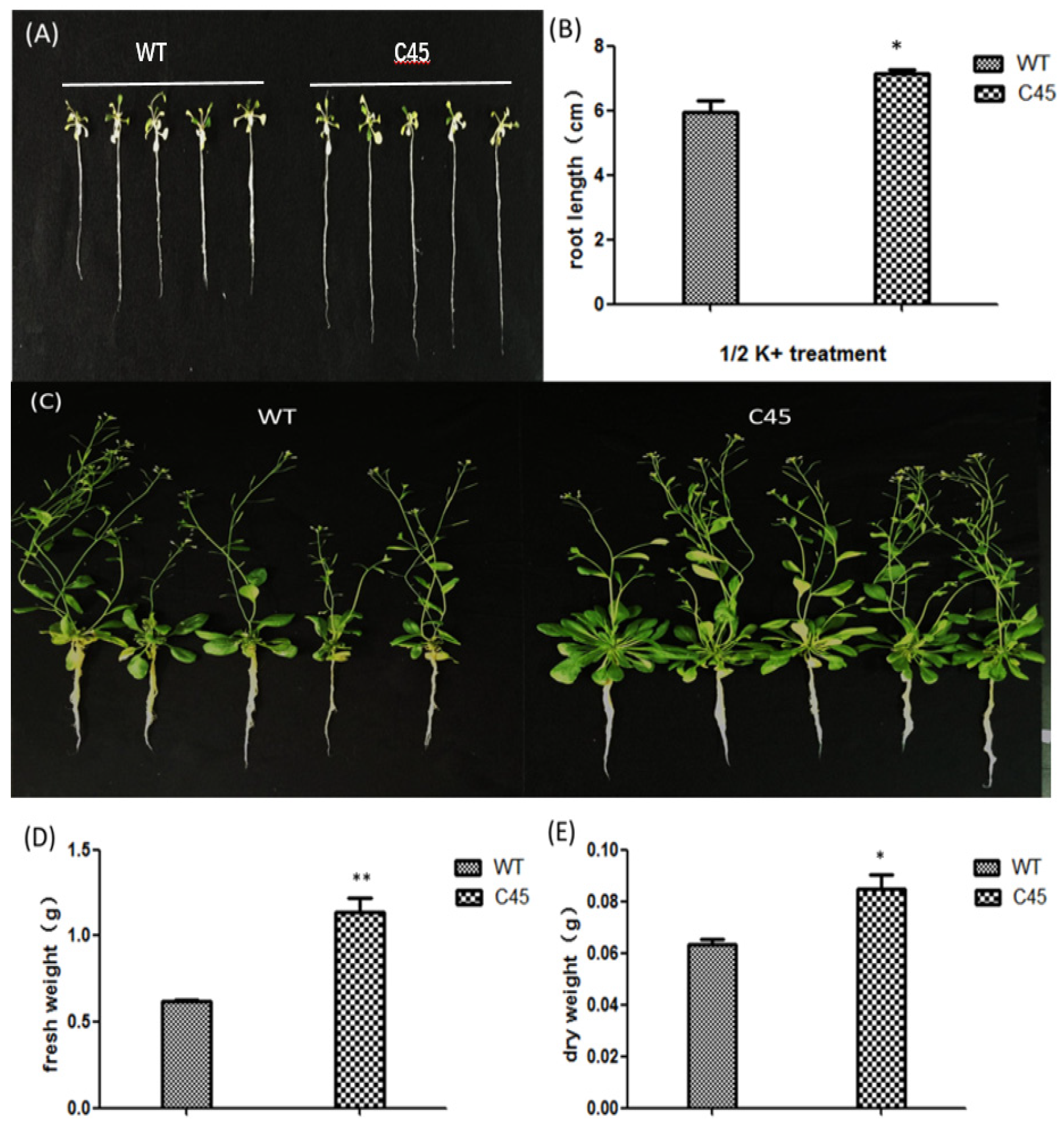 Overexpression of KvCHX Enhances Salt Tolerance in Arabidopsis thaliana ...