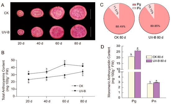 Enhanced UV-B Radiation in Potato Stems and Leaves Promotes the ...