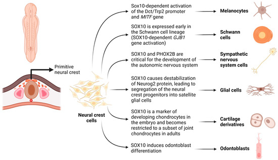 Clinical Significance of SOX10 Expression in Human Pathology