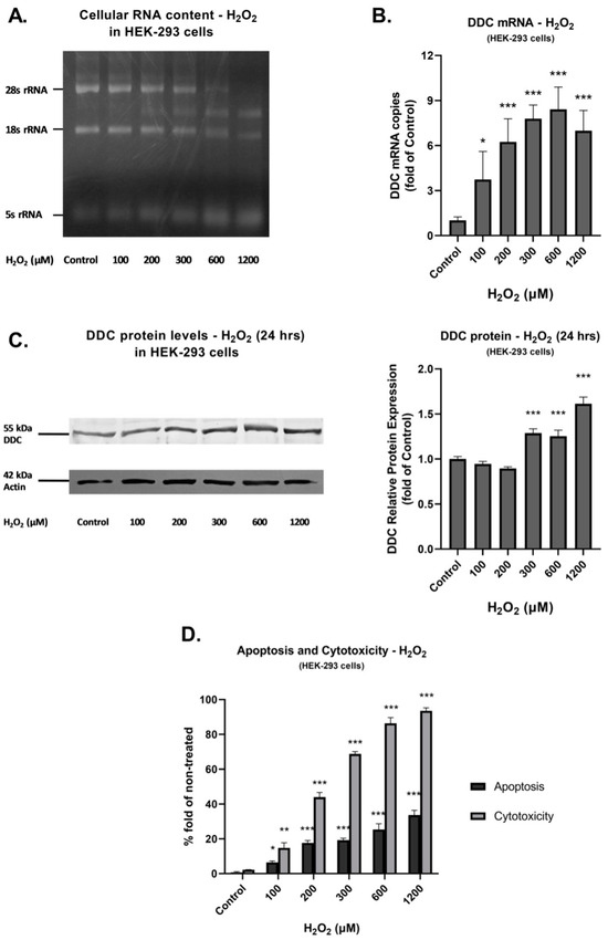 Expression of Human L-Dopa Decarboxylase (DDC) under Conditions of ...