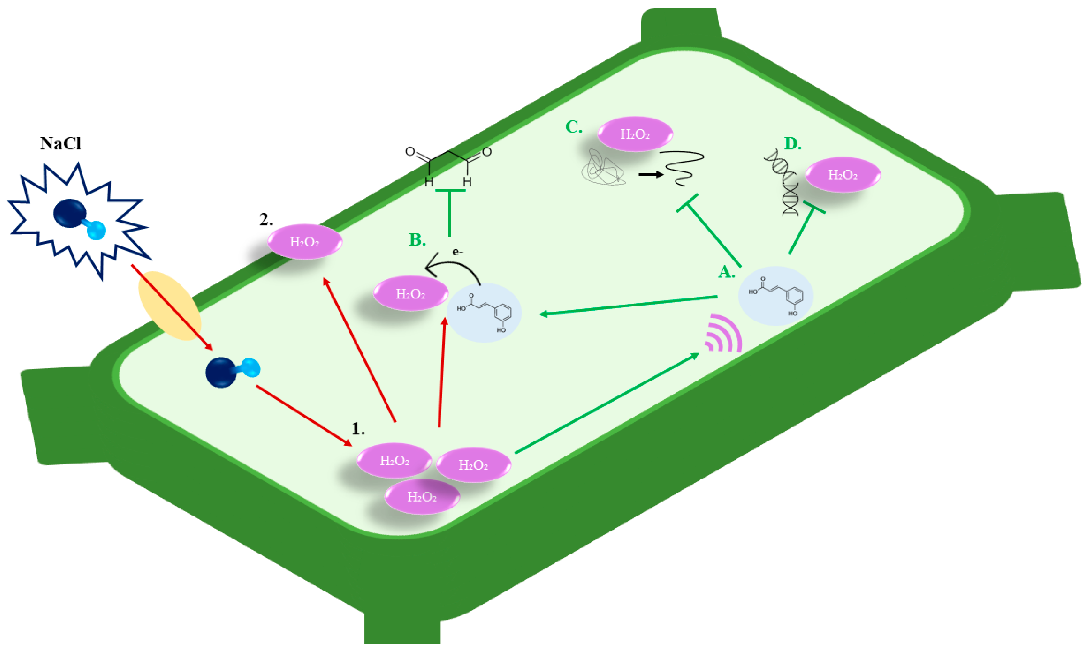 Insights into the Effects of Hydroxycinnamic Acid and Its Secondary ...