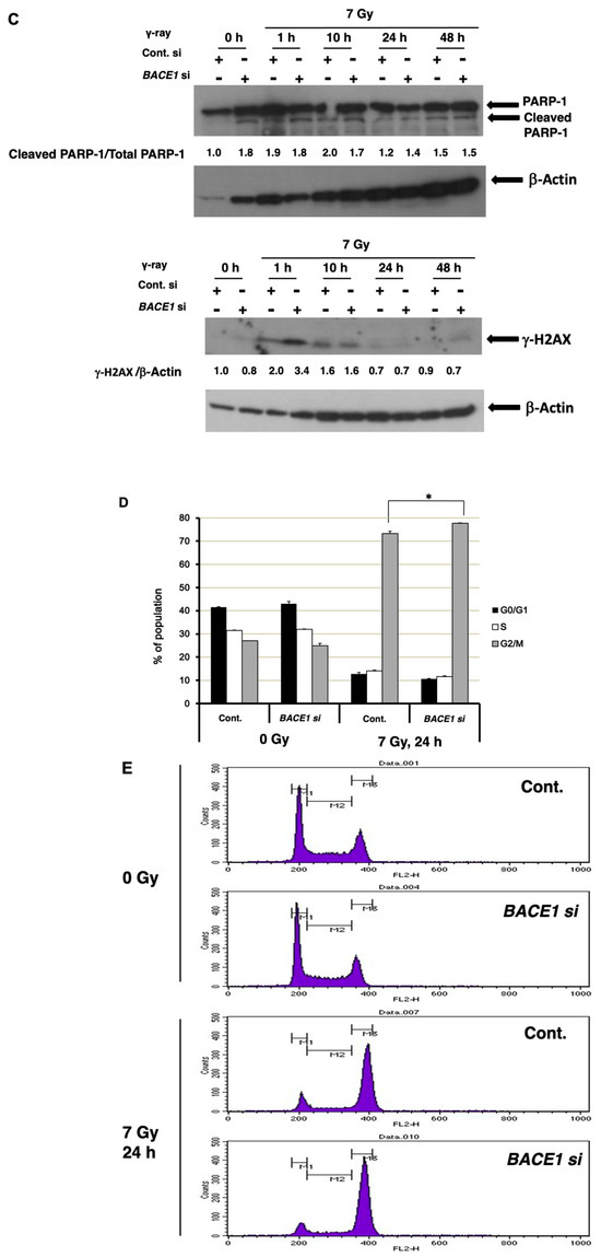 CIMB | Free Full-Text | Effect of Functional Inhibition of BACE1 on ...