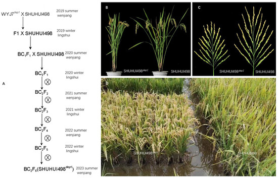 Rapid Visual Detection of Elite Erect Panicle Dense and Erect Panicle 1 ...