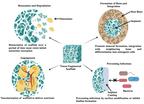 Harnessing Natural Polymers for Nano-Scaffolds in Bone Tissue ...