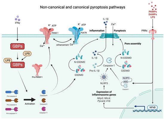 Pathological and Therapeutical Implications of Pyroptosis in Psoriasis ...