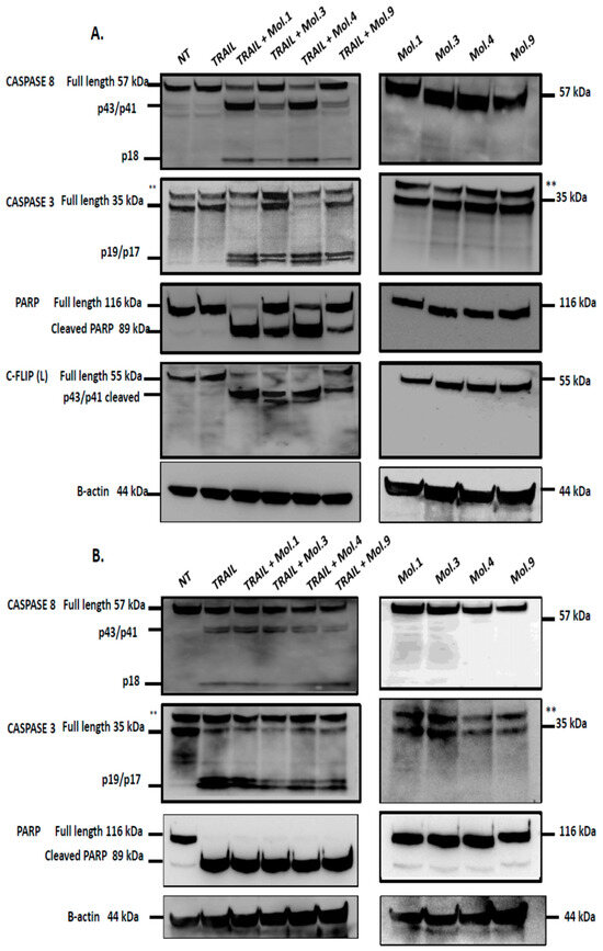 The Identification of New c-FLIP Inhibitors for Restoring Apoptosis in ...