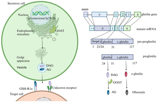 Ghrelin in Focus: Dissecting Its Critical Roles in Gastrointestinal ...